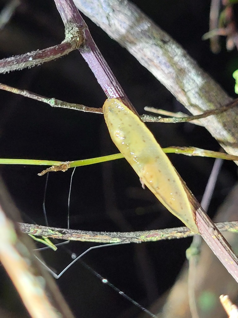 Leaf-veined Slugs from Redcliffs, Christchurch 8081, New Zealand on May ...