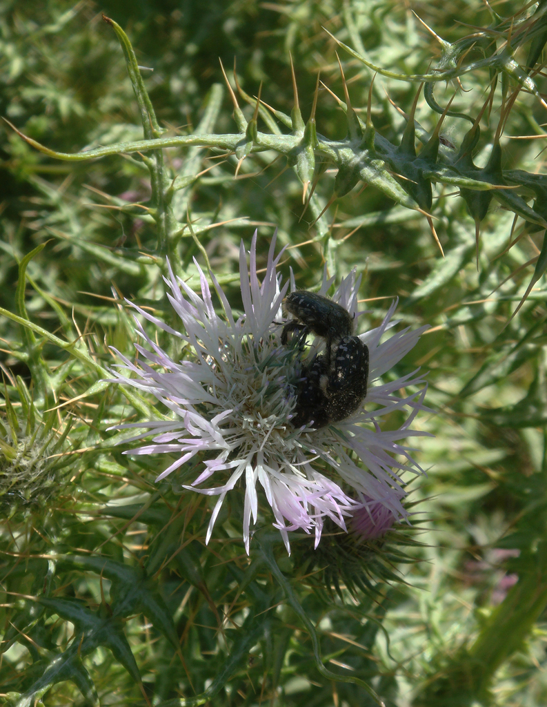 Boar Thistle from Sardegna, Viale Tore Burruni, near Stagno di Calich ...