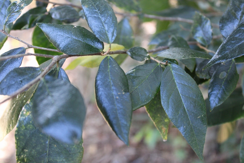 whalebone tree from Burpengary QLD 4505, Australia on May 28, 2023 at ...