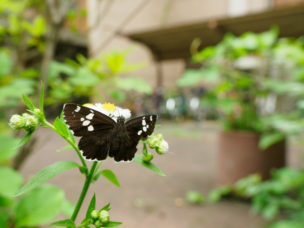 White-banded Flat in May 2023 by emura_atka · iNaturalist