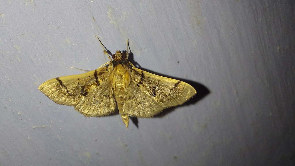 Pearl Moths from Digboi, Assam 786171, India on May 26, 2023 at 06:08 ...