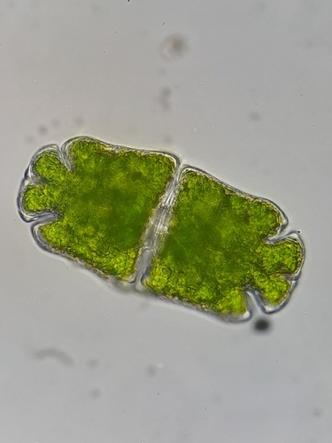 Euastrum crassum · iNaturalist