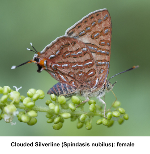 Clouded Silverline (Cigaritis nubilus) · iNaturalist United Kingdom