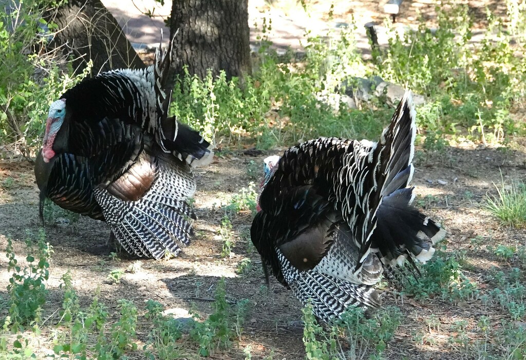 Gould's Wild Turkey from Madera Canyon, AZ, USA on May 20, 2023 at 02: ...