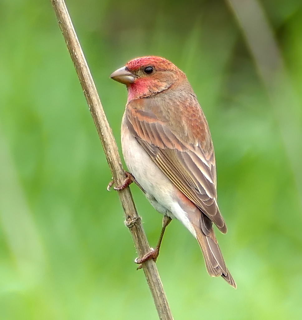 Common Rosefinch from Восточный административный округ, Москва, Россия ...