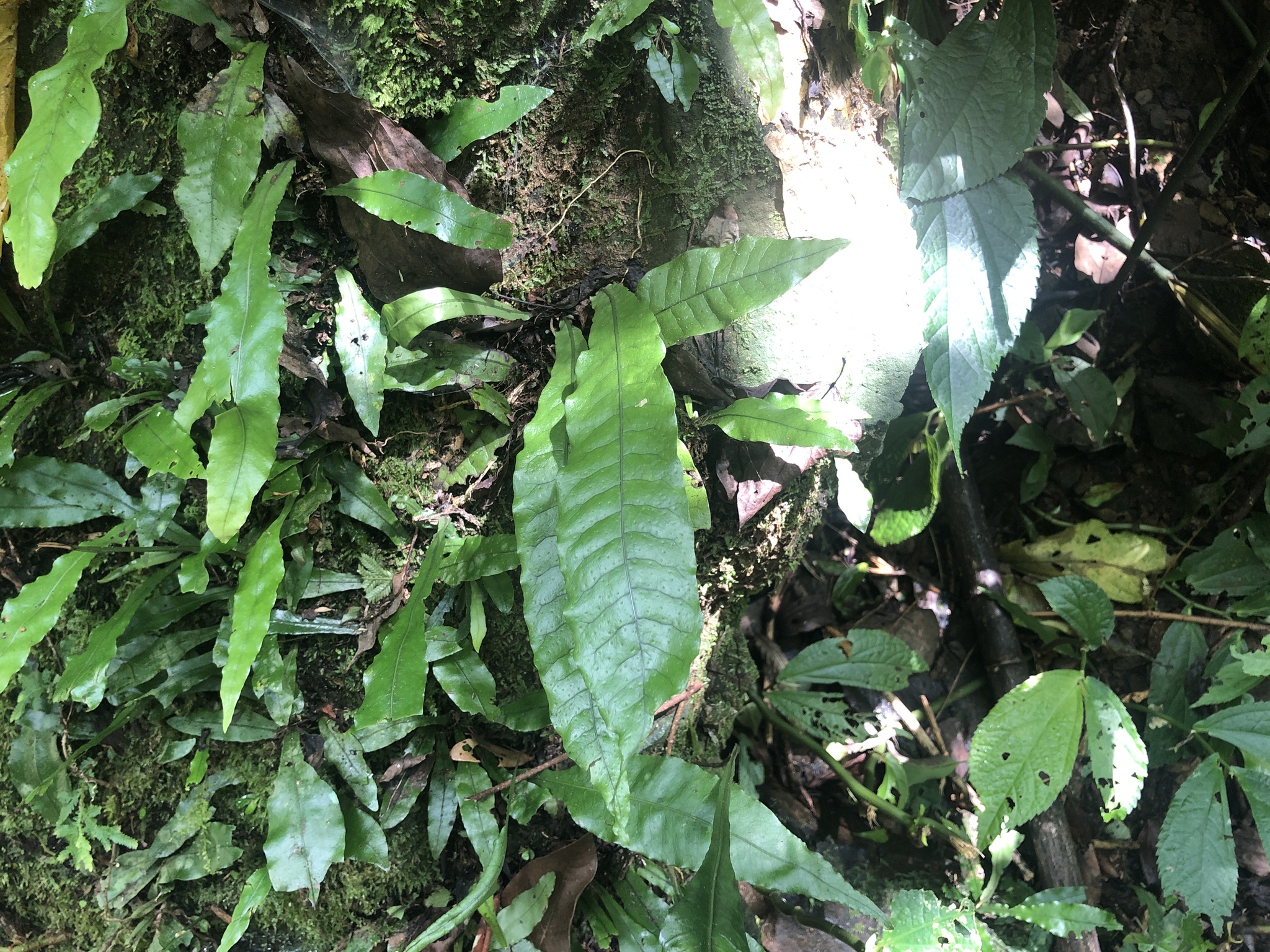 Leptochilus decurrens Blume