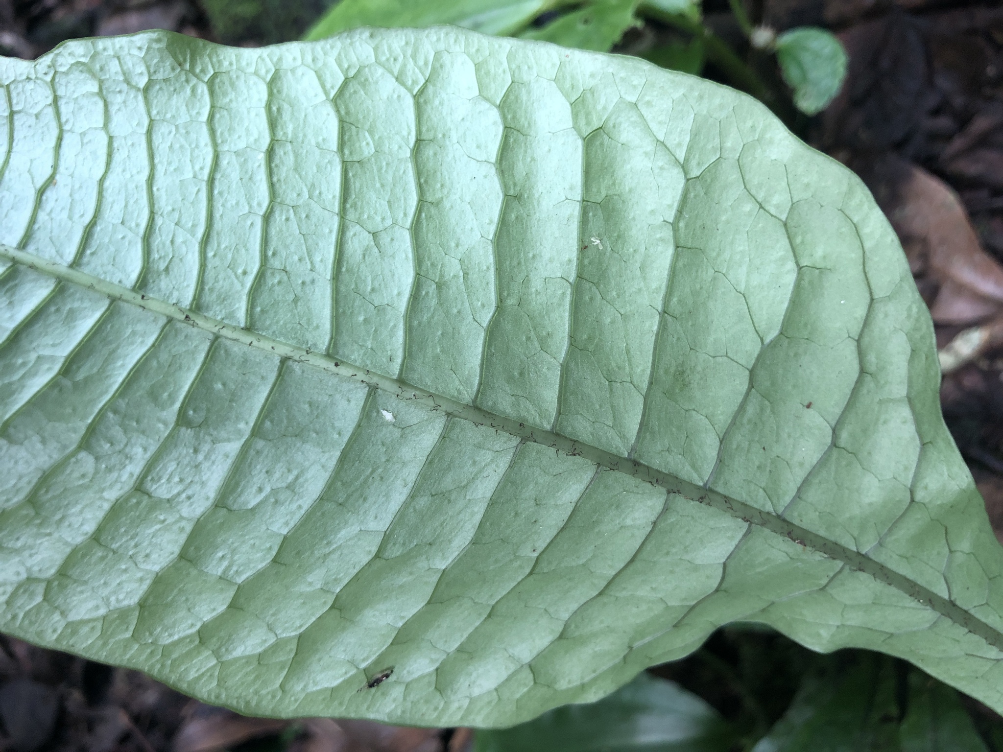 Leptochilus decurrens Blume
