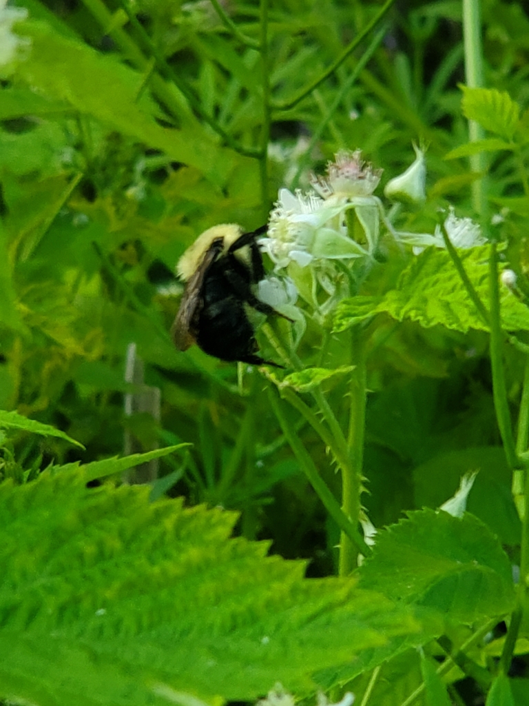 Lemon Cuckoo Bumble Bee from Cherry Valley, IL, USA on May 21, 2023 at ...