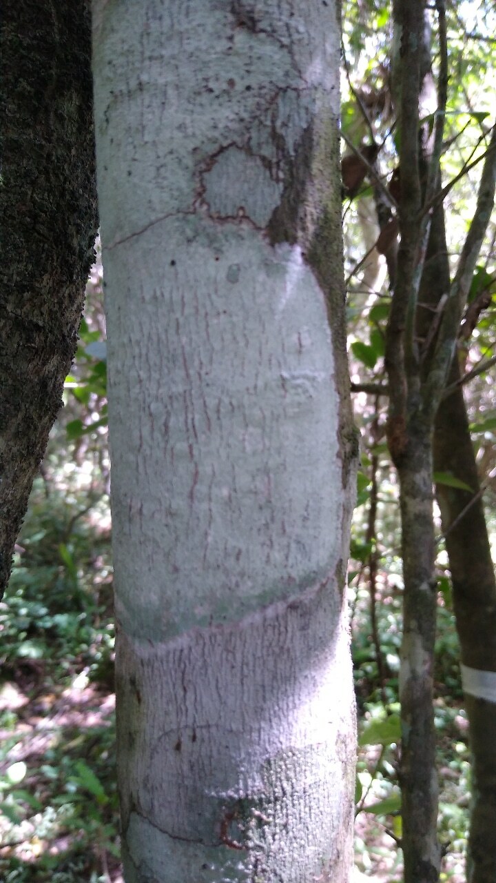 Eugenia biflora (L.) DC.