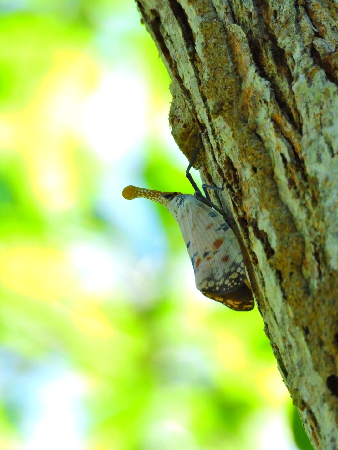 Pyrops watanabei (Matsumura, 1913)