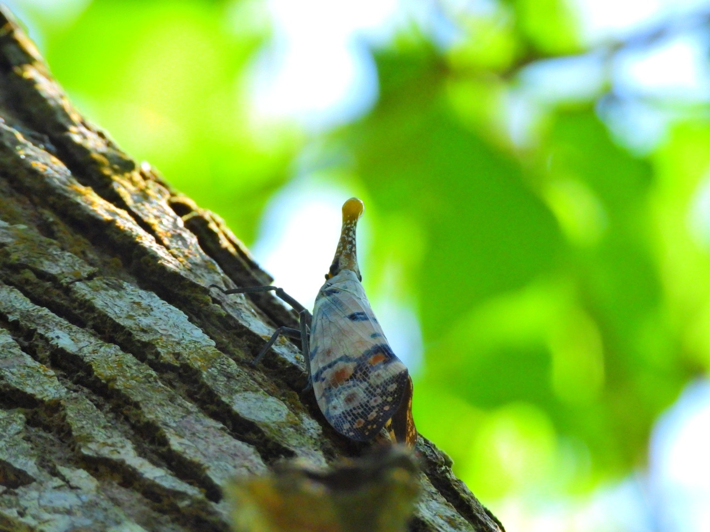 Pyrops watanabei (Matsumura, 1913)