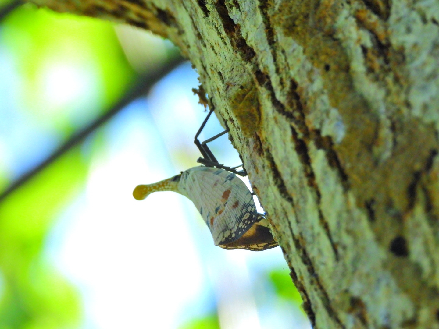 Pyrops watanabei (Matsumura, 1913)