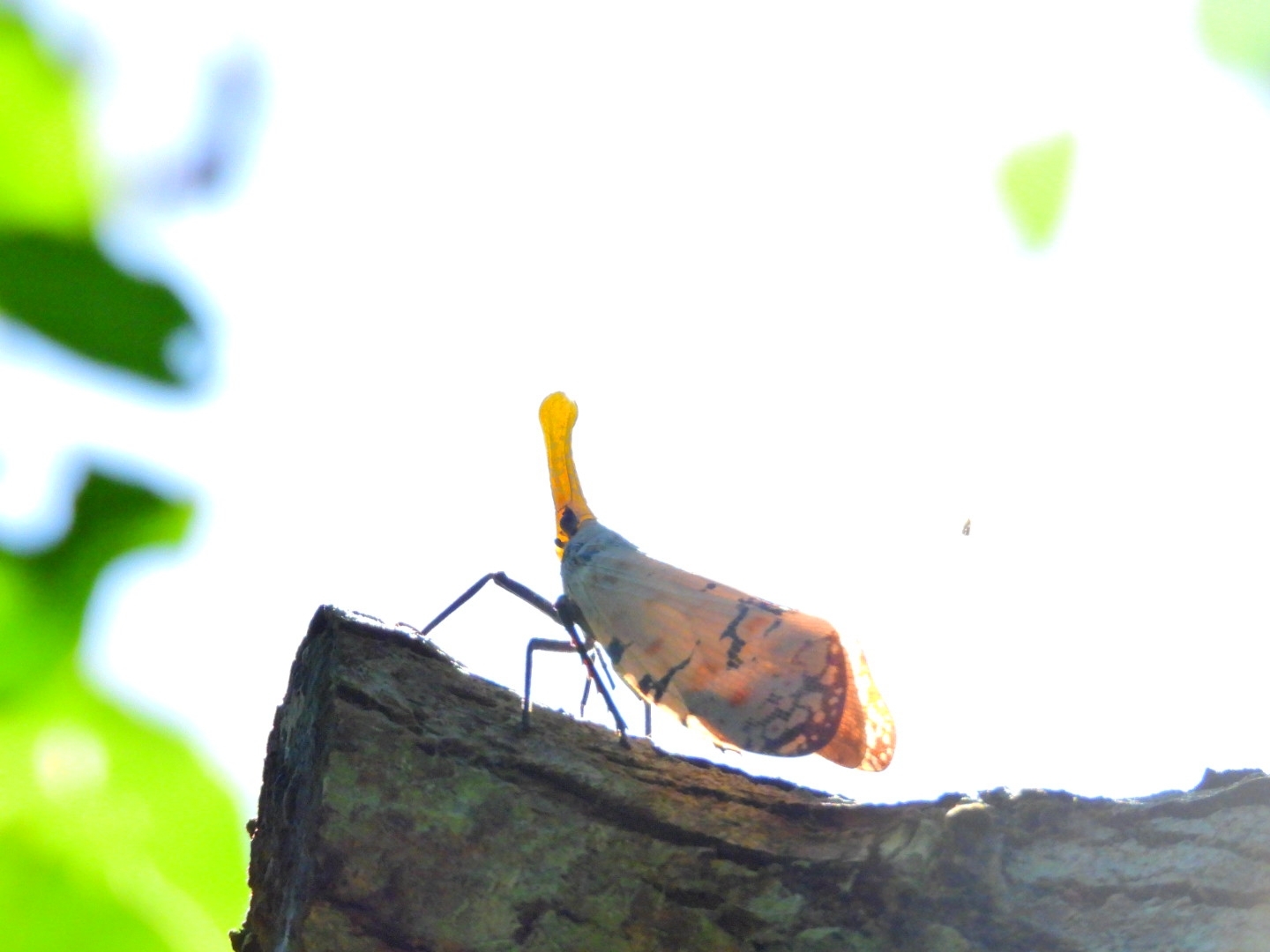 Pyrops watanabei (Matsumura, 1913)