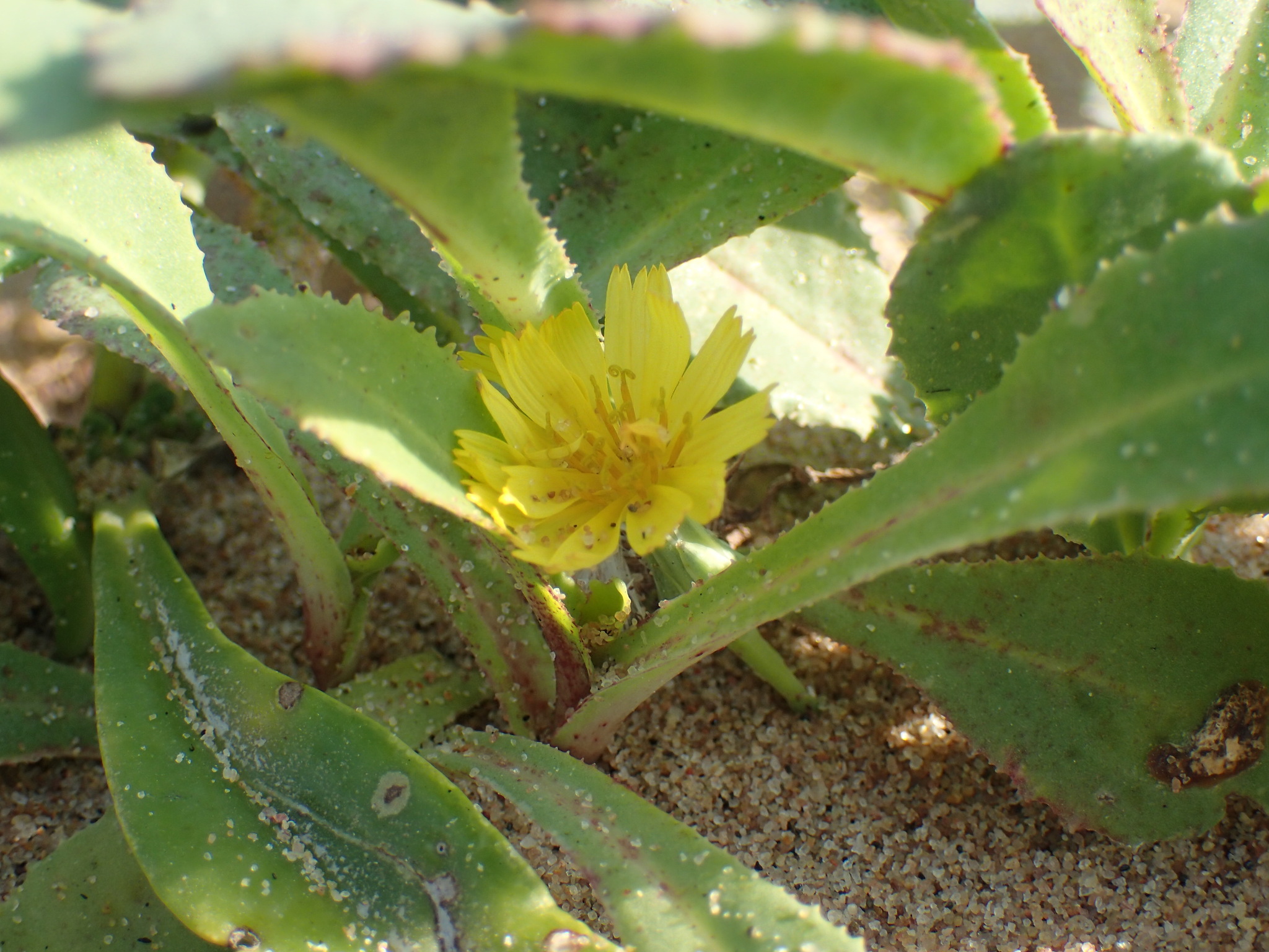 Launaea sarmentosa (Willd.) Sch.Bip. ex Kuntze