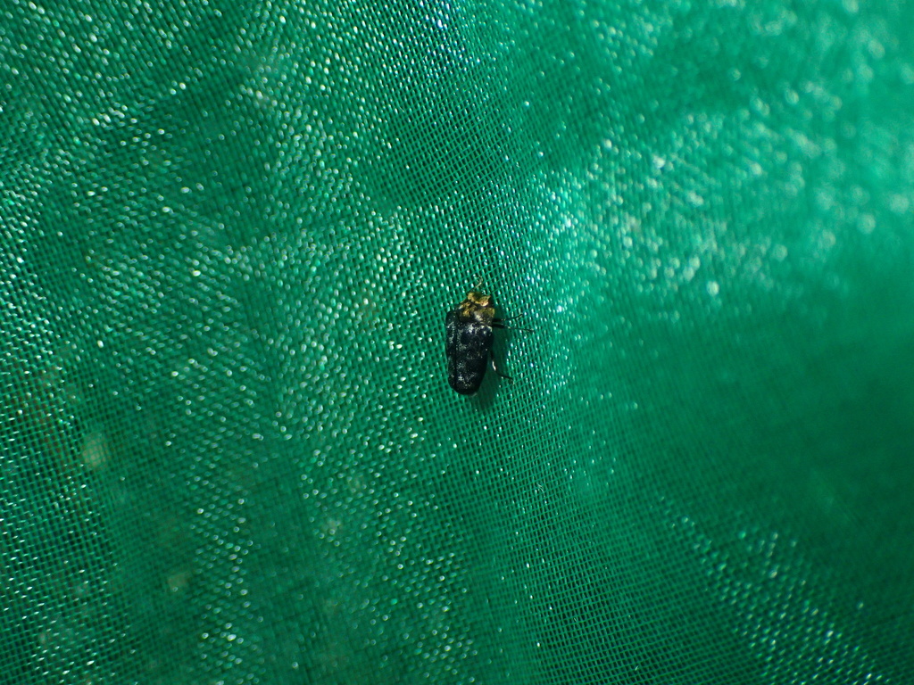 Trachys auricollis in May 2023 by renshuchu · iNaturalist