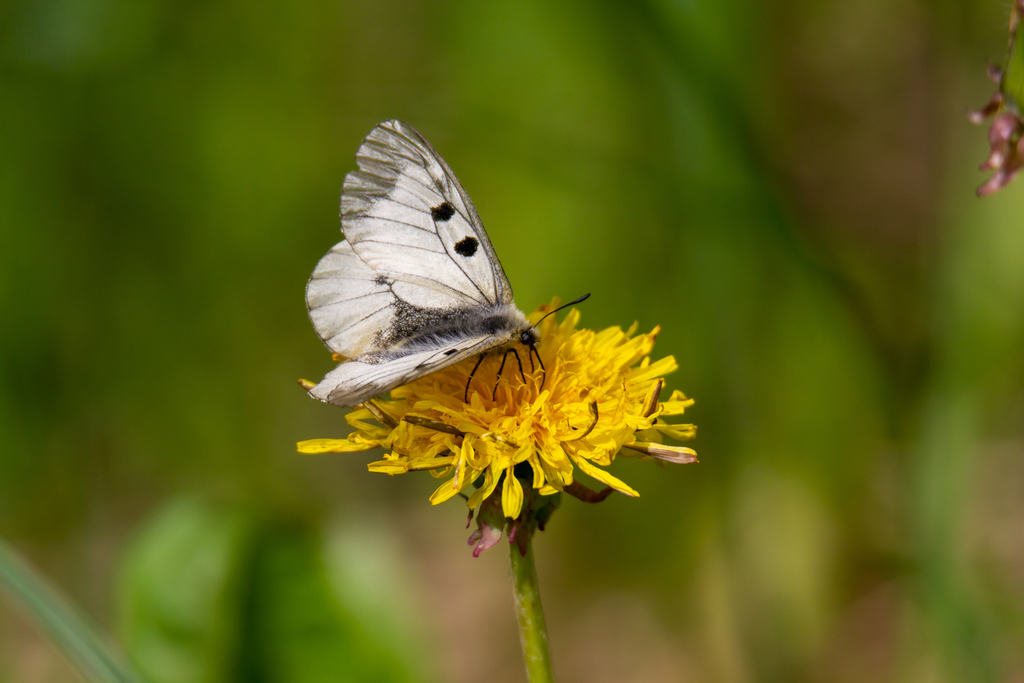 Clouded Apollo from Ivanovo, Ivanovo, Russia on May 28, 2023 at 09:47 ...