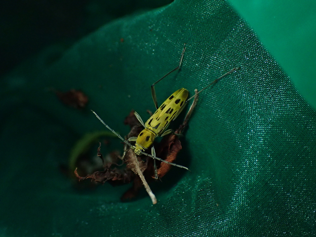 Demonax notabilis in May 2023 by renshuchu · iNaturalist