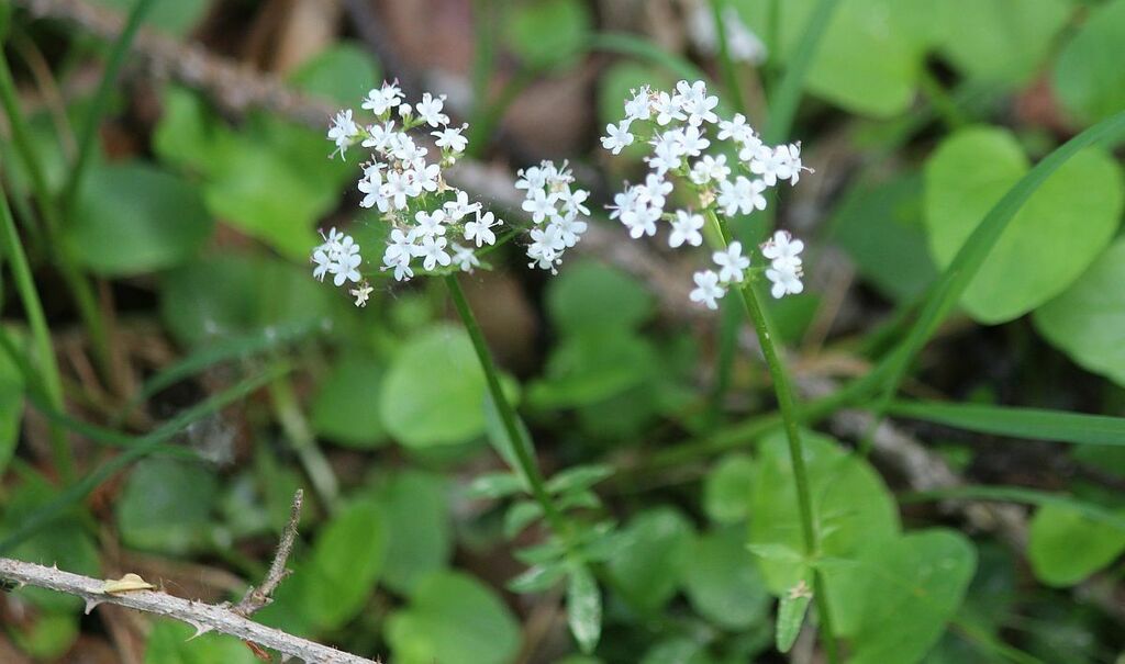Marsh Valerian from Sutton Park, Birmingham, UK on 28 May, 2023 at 10: ...