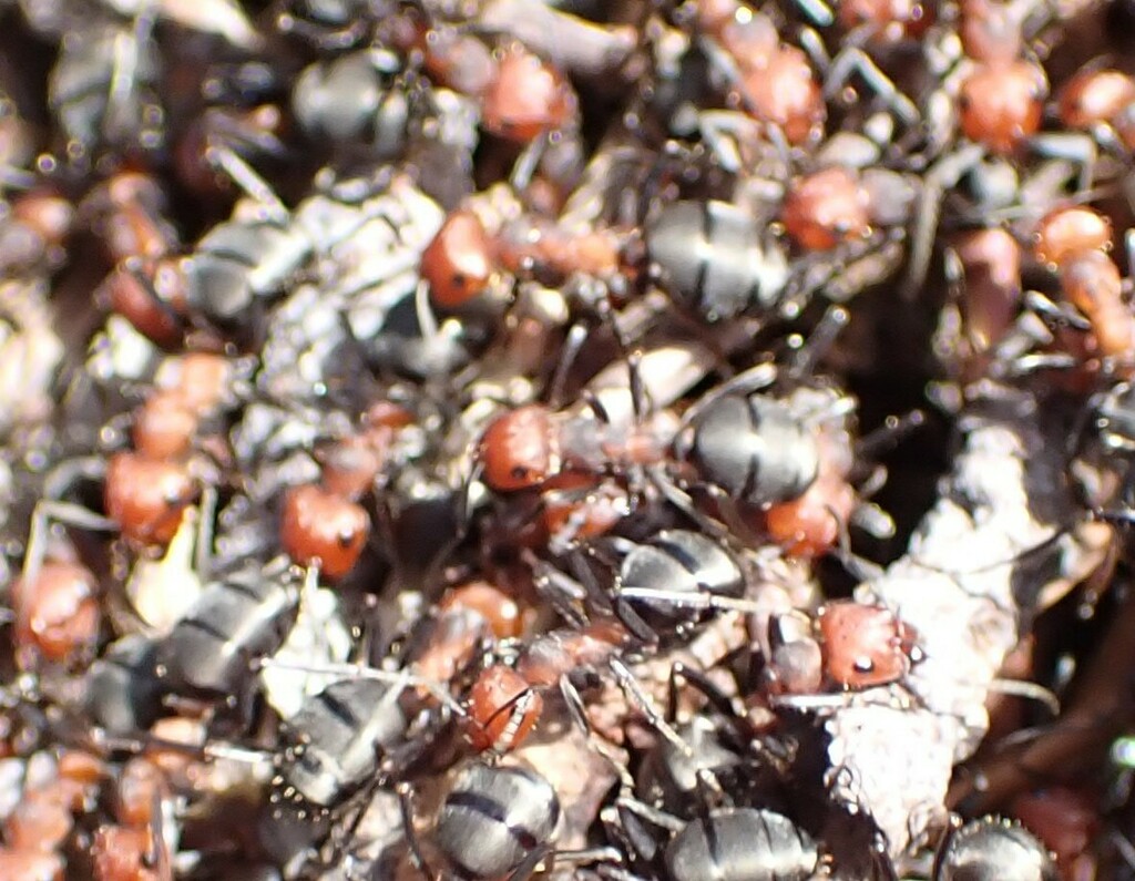 Western Thatching Ant from Truckee, CA 96161, USA on May 27, 2023 at 10 ...