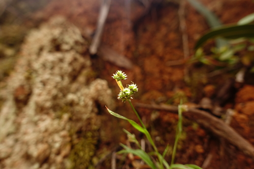 Variety Luzula meridionalis flaccida · iNaturalist