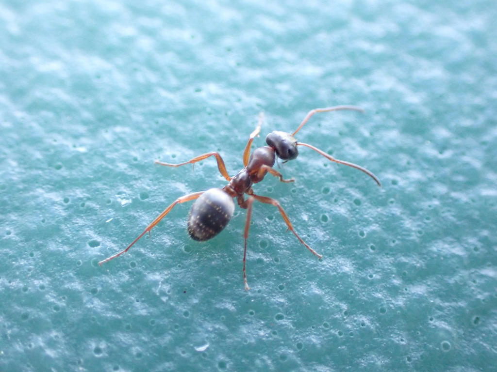 fusca-group Field Ants from Placer County, CA, USA on May 27, 2023 at ...