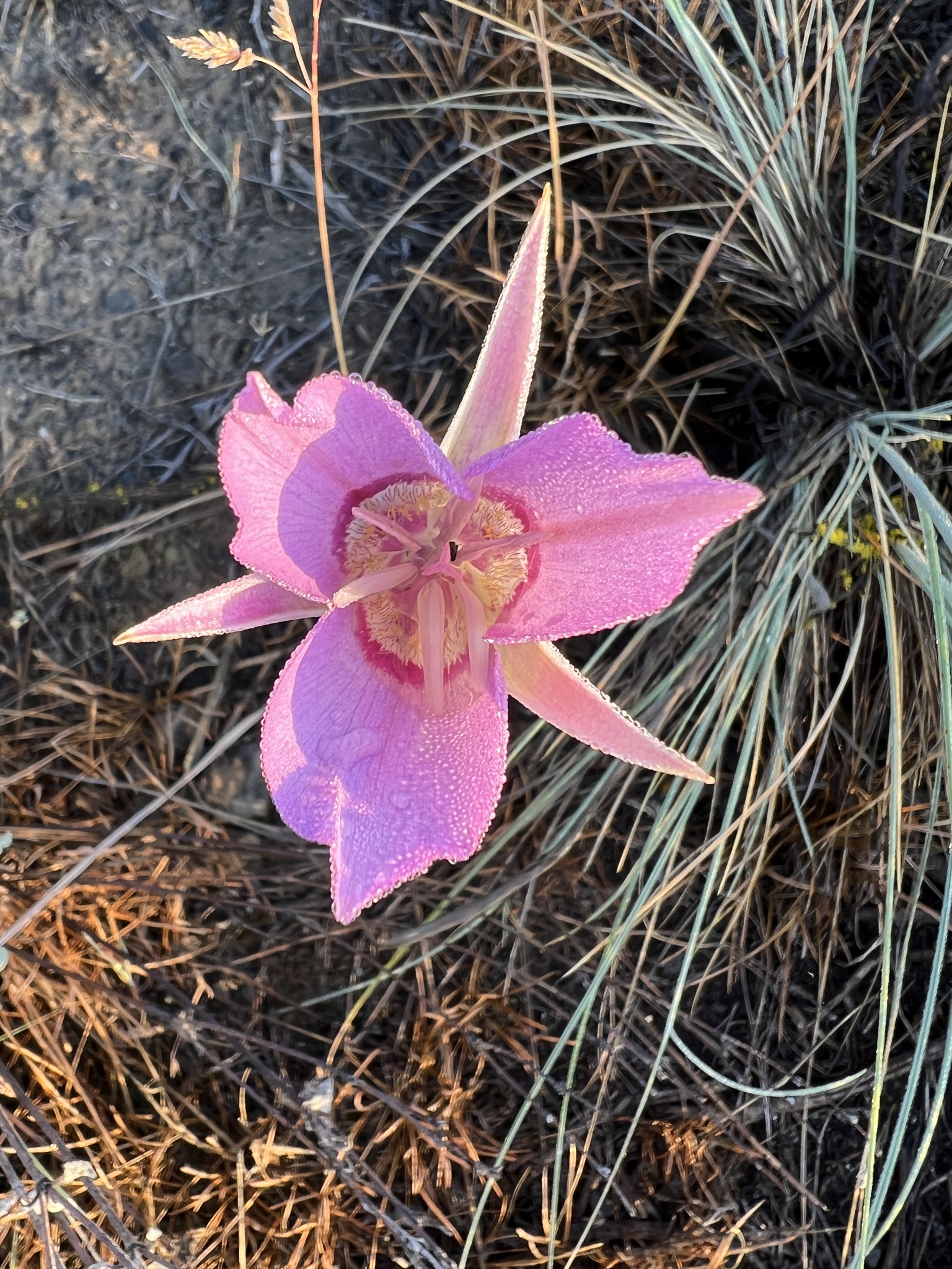 Calochortus macrocarpus Douglas