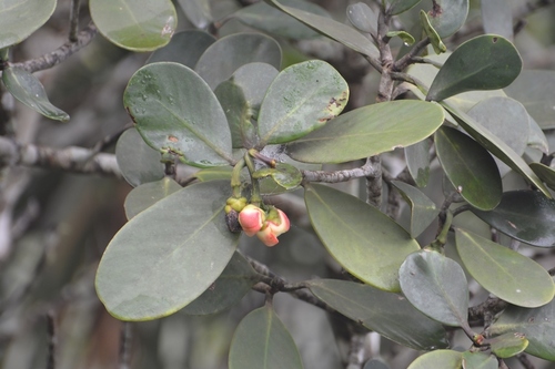 (Clusia tetra-trianthera)