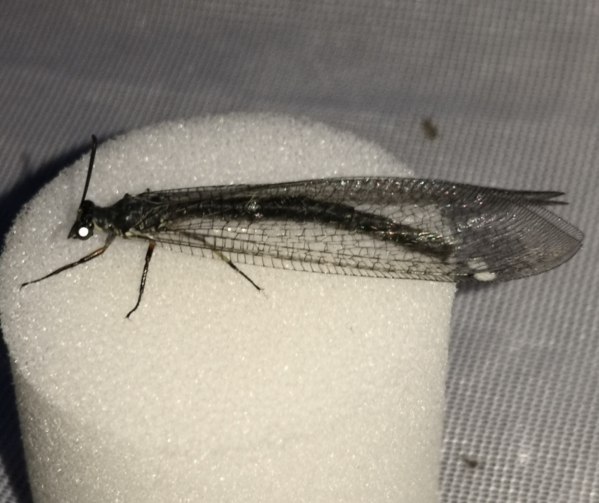 Myrmeleon formicarius Linnaeus, 1767