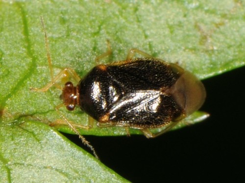 Tribe Bryocorini · iNaturalist
