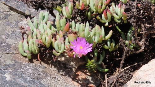 Lampranthus umbraticola · iNaturalist