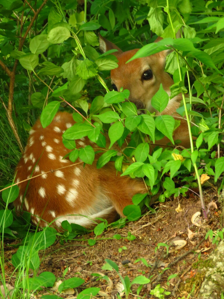 White-tailed Deer from Dauphin County, PA, USA on May 27, 2023 at 01:52 ...