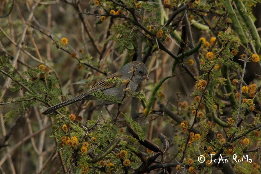 Black-chinned Sparrow (Birds of the Kaibab National Forest) · iNaturalist