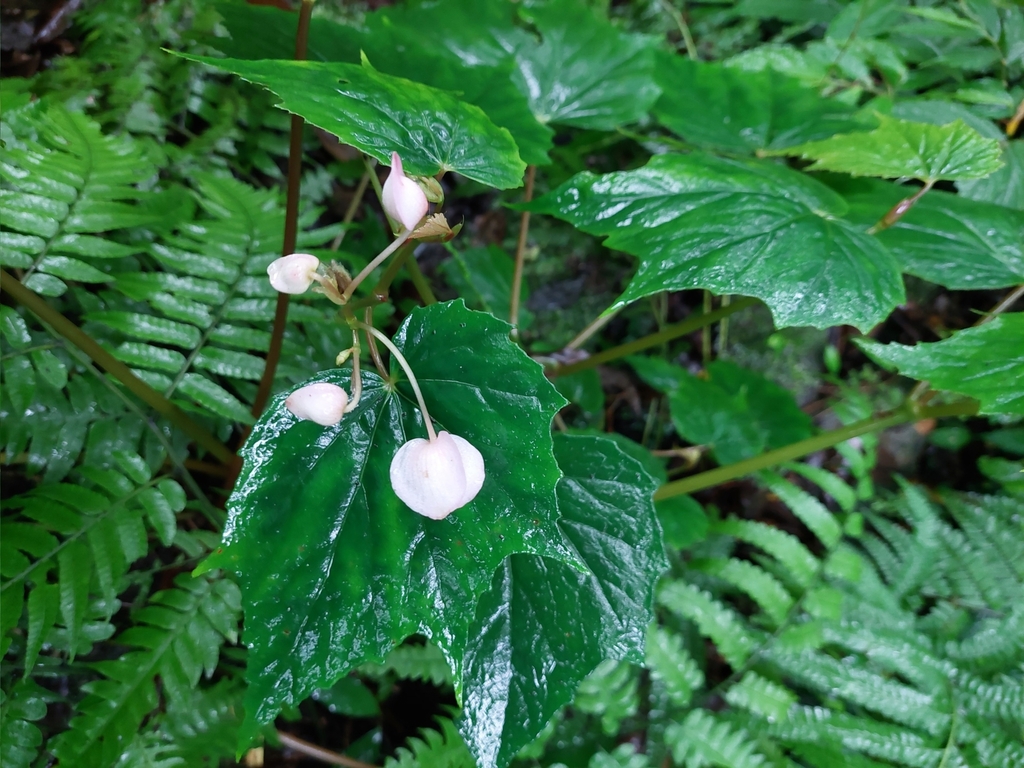 Formosana begonia from 979台灣花蓮縣萬榮鄉西林村 on May 20, 2023 at 06:49 AM by ...