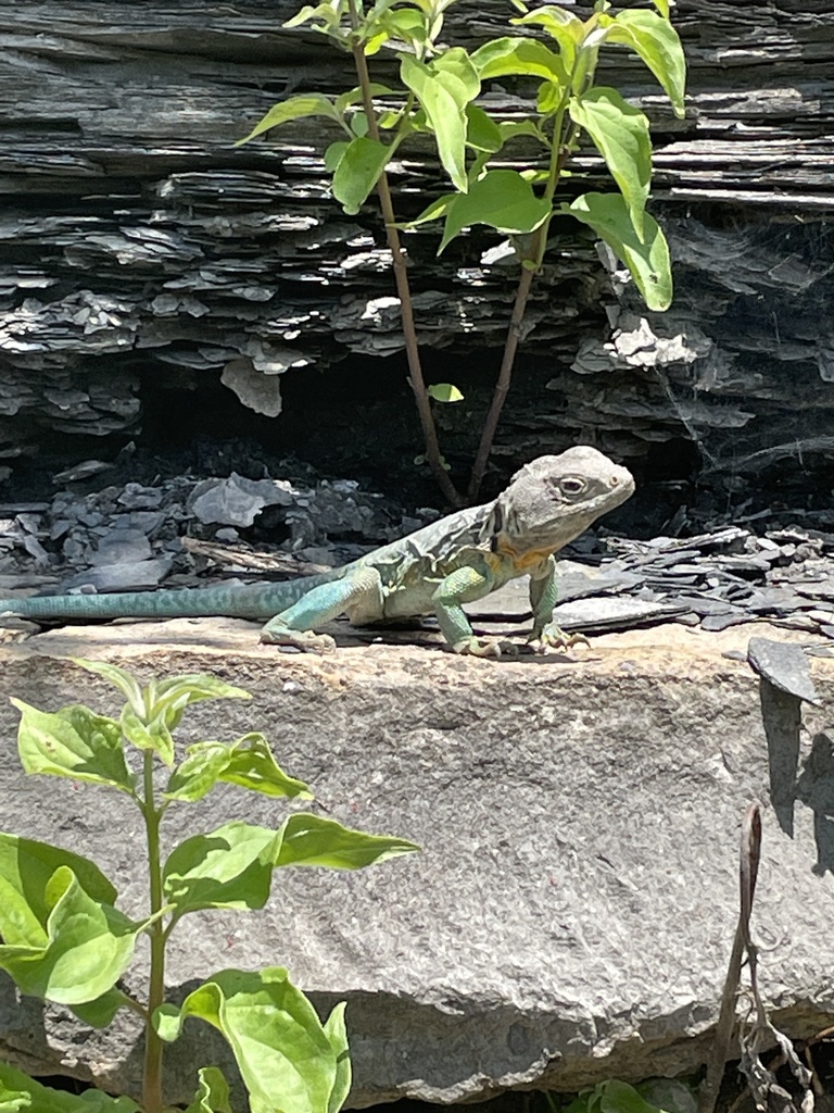 Eastern Collared Lizard from Lee's Summit, MO, US on May 18, 2023 at 02 ...