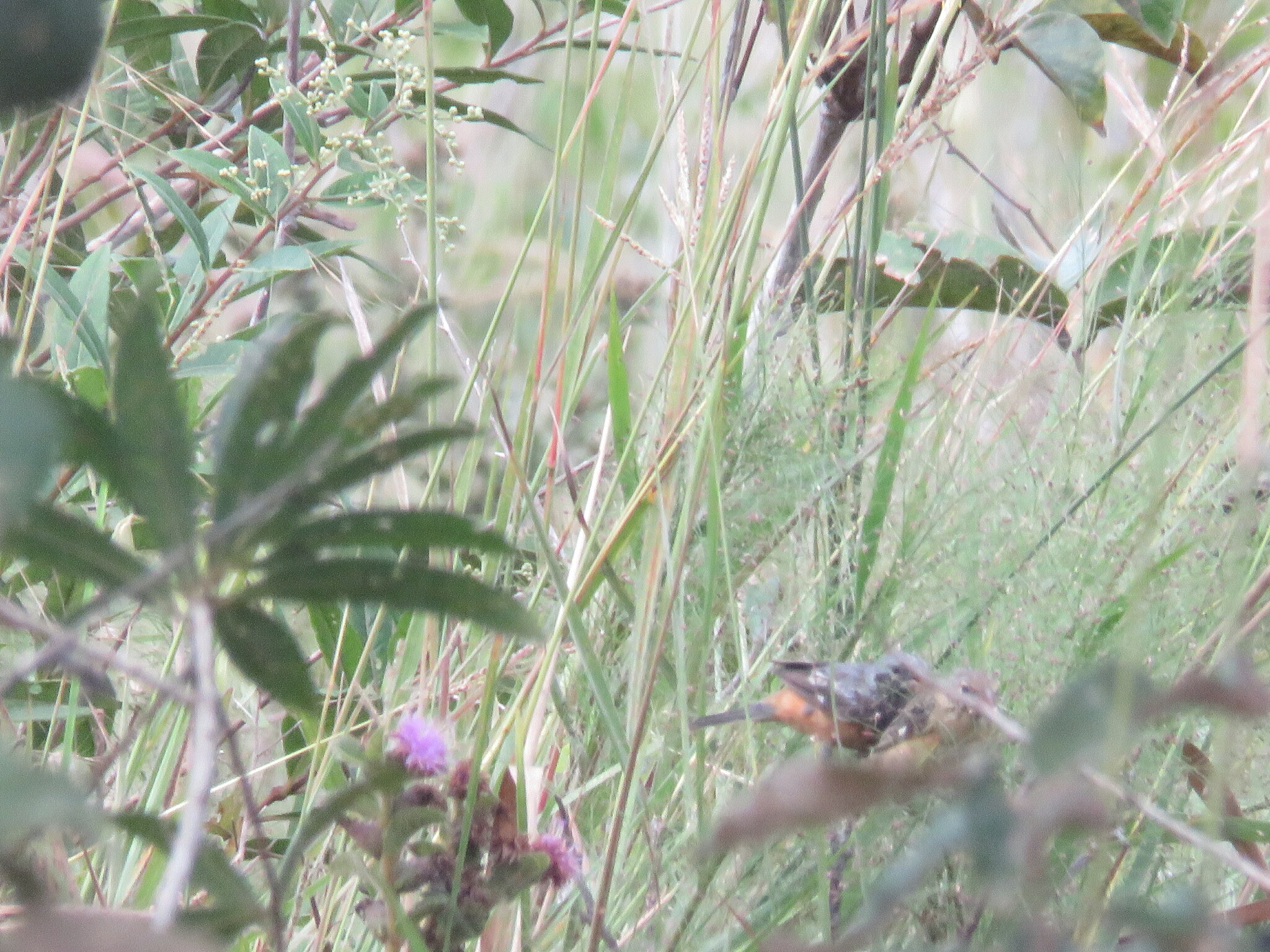 Sporophila ruficollis Cabanis, 1851