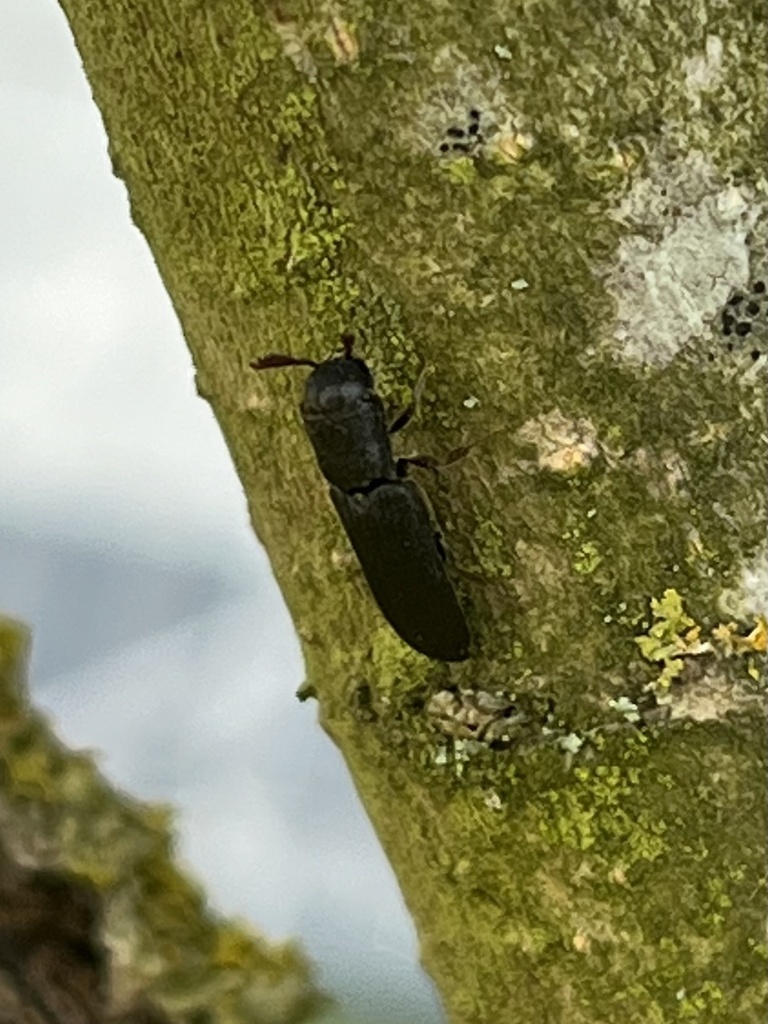 Melasis buprestoides from Humpertstraße, Hagen, Nordrhein-Westfalen, DE ...