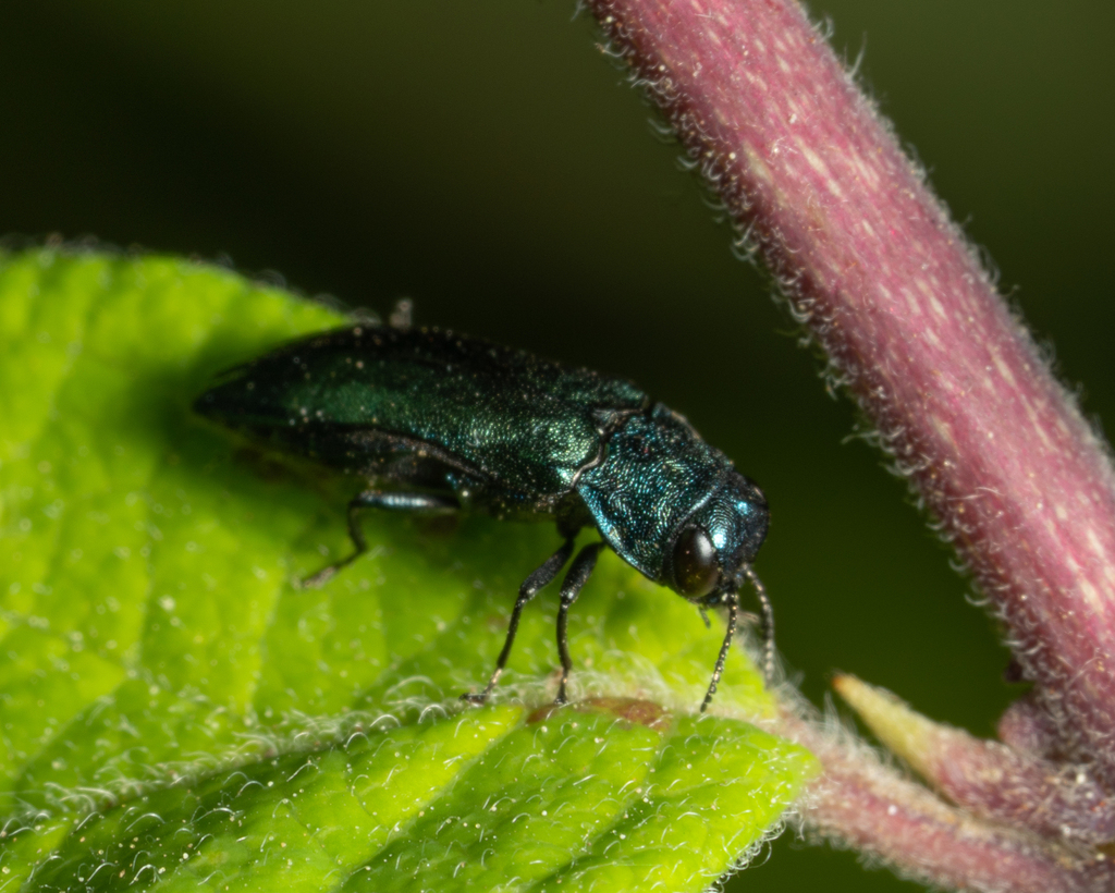 Agrilus cyanescens from Paxtonia, PA 17112, USA on May 26, 2023 at 07: ...