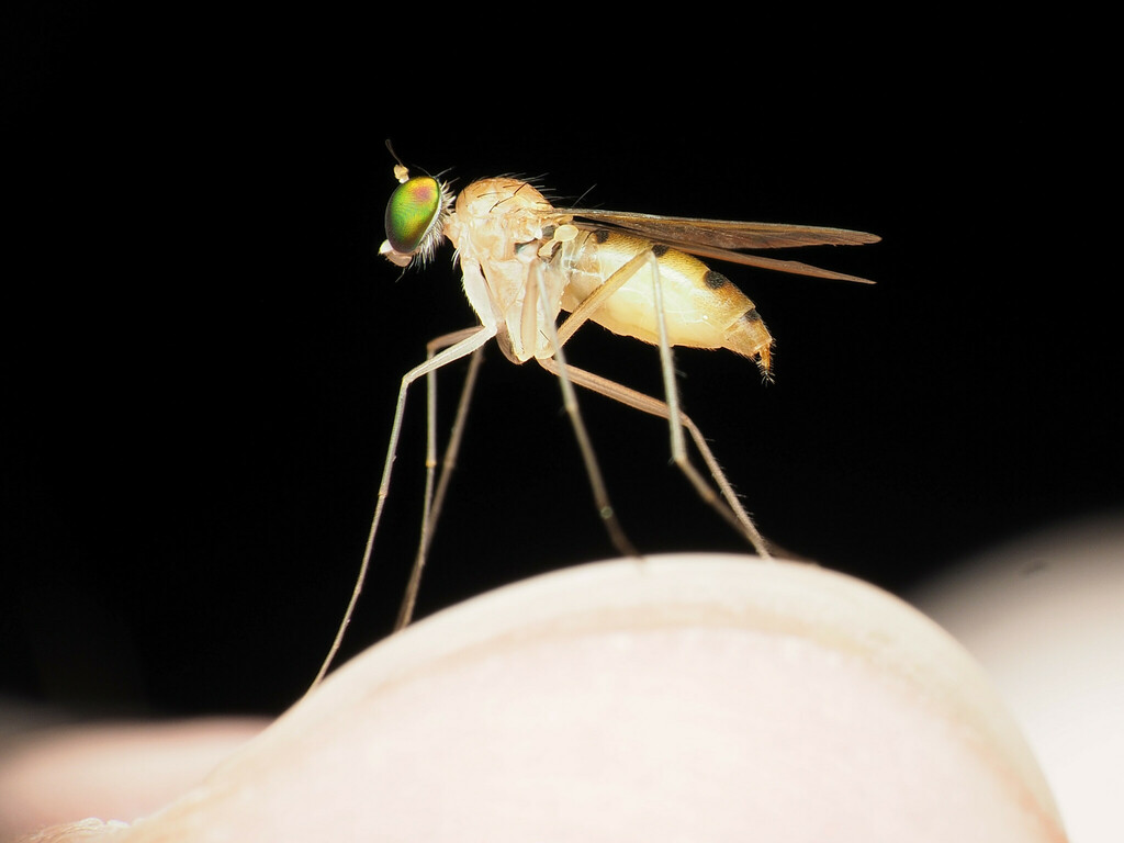 Neurigona disjuncta from Northwest Washington, Washington, DC, USA on ...