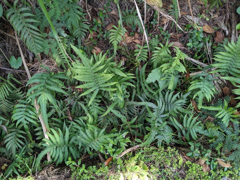 Christella acuminata from 951台灣台東縣綠島鄉25號-2 on May 21, 2023 at 09:12 AM ...