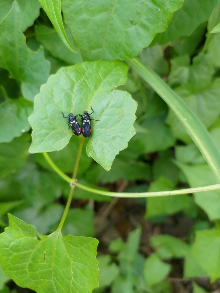 Sugarcane Spittlebug from 香港石崗錦河路 on May 28, 2023 at 04:28 PM by Candy ...