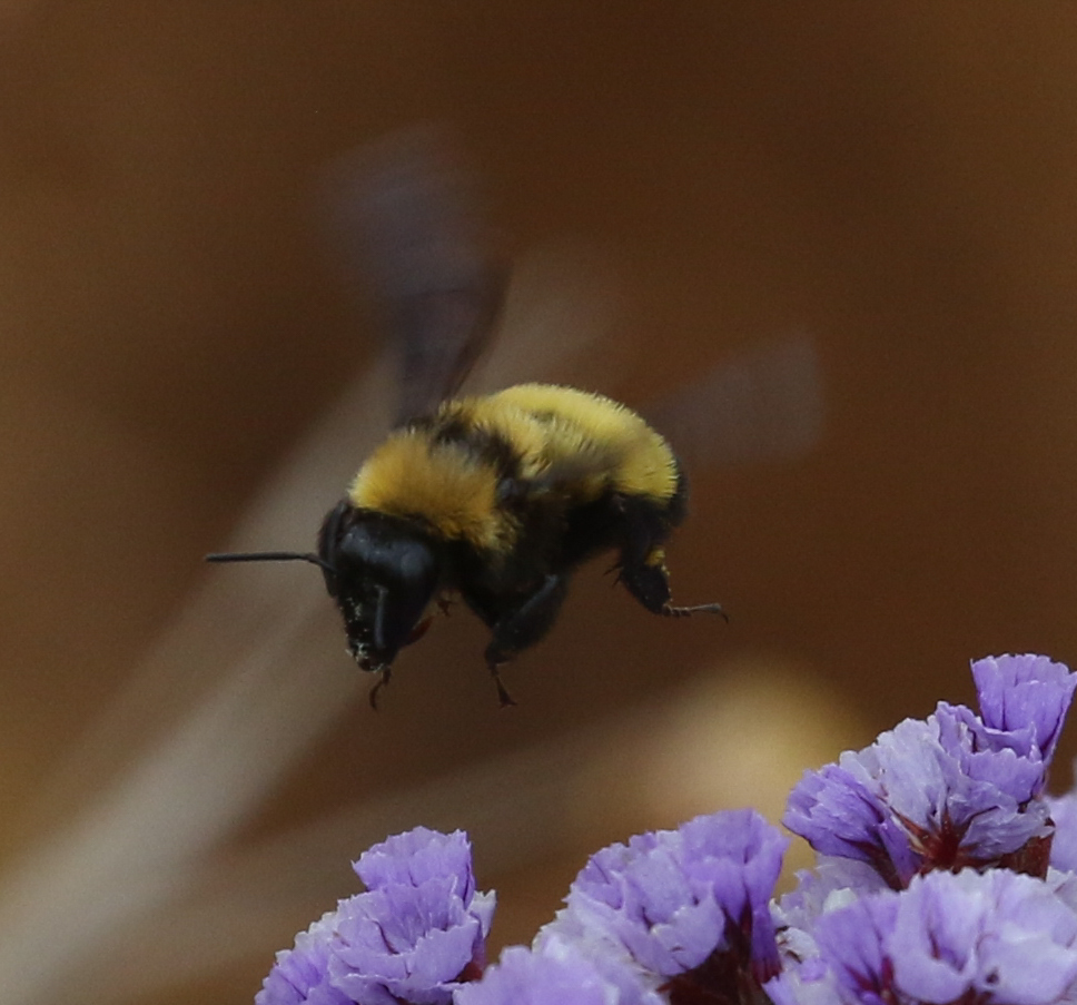 Sonoran Bumble Bee from Ocean Beach, San Diego, CA, USA on May 23, 2023 ...