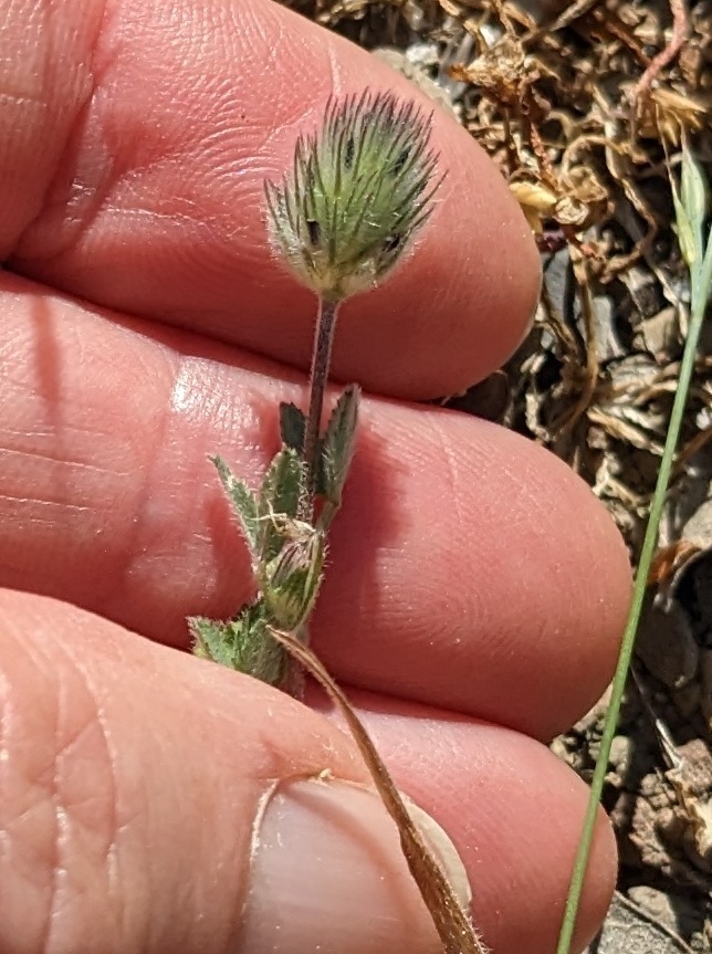 olive clover from Alameda County, CA, USA on May 26, 2023 at 01:26 PM ...
