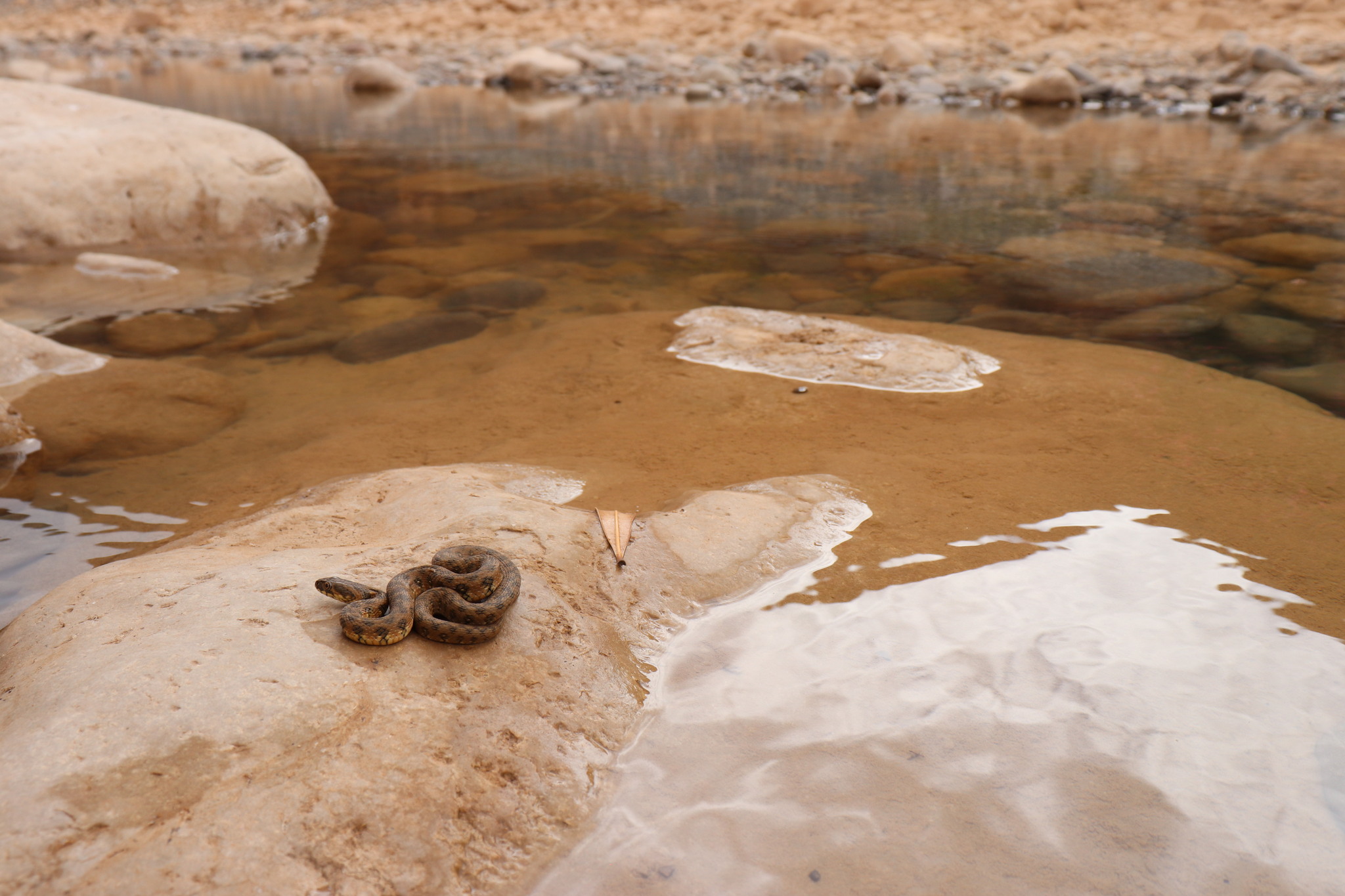 10 Facts About The Viperine Water Snake – Snake Radar