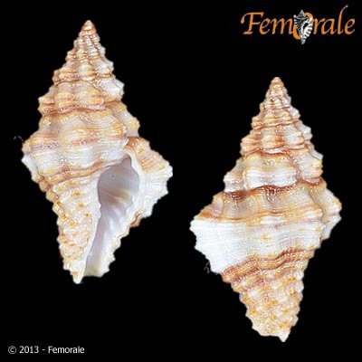 Engina jugosa · iNaturalist