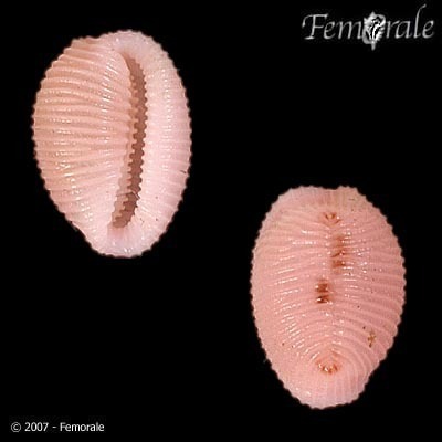 four-spotted cowrie (Trivia quadripunctata) · iNaturalist