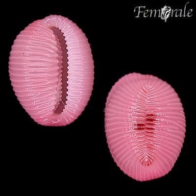 four-spotted cowrie (Niveria quadripunctata) · iNaturalist United Kingdom