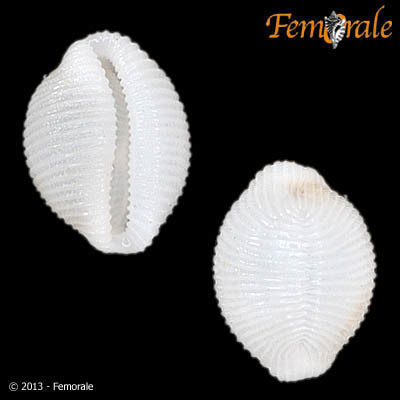 Rice Grain Bean Cowry (Trivia oryza) · iNaturalist