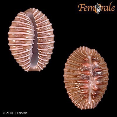 Trivia radians · iNaturalist