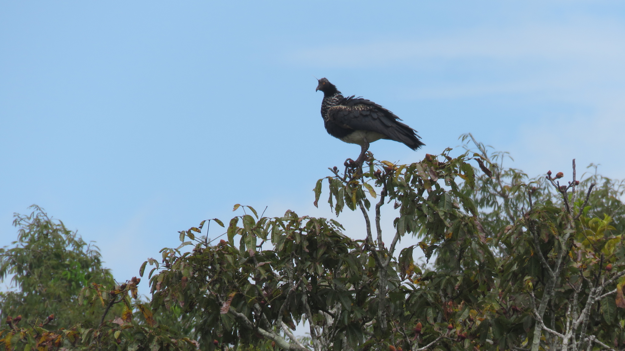 Anhima Brisson, 1760