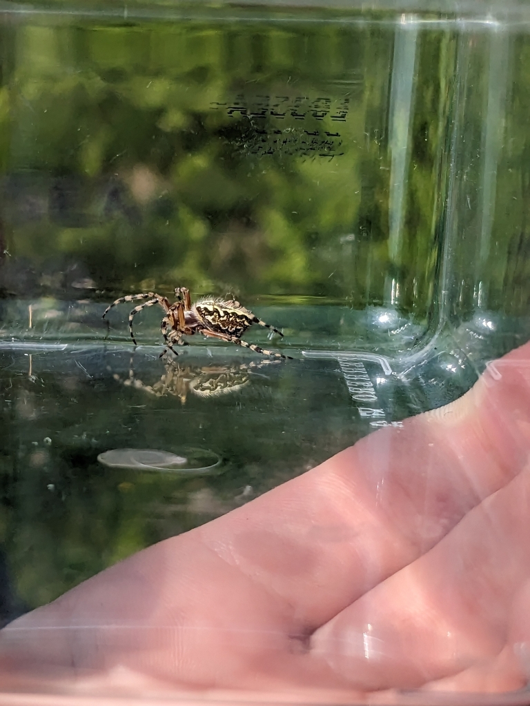 Oak Spider from 61320 La Lande-de-Goult, France on May 28, 2023 at 04: ...